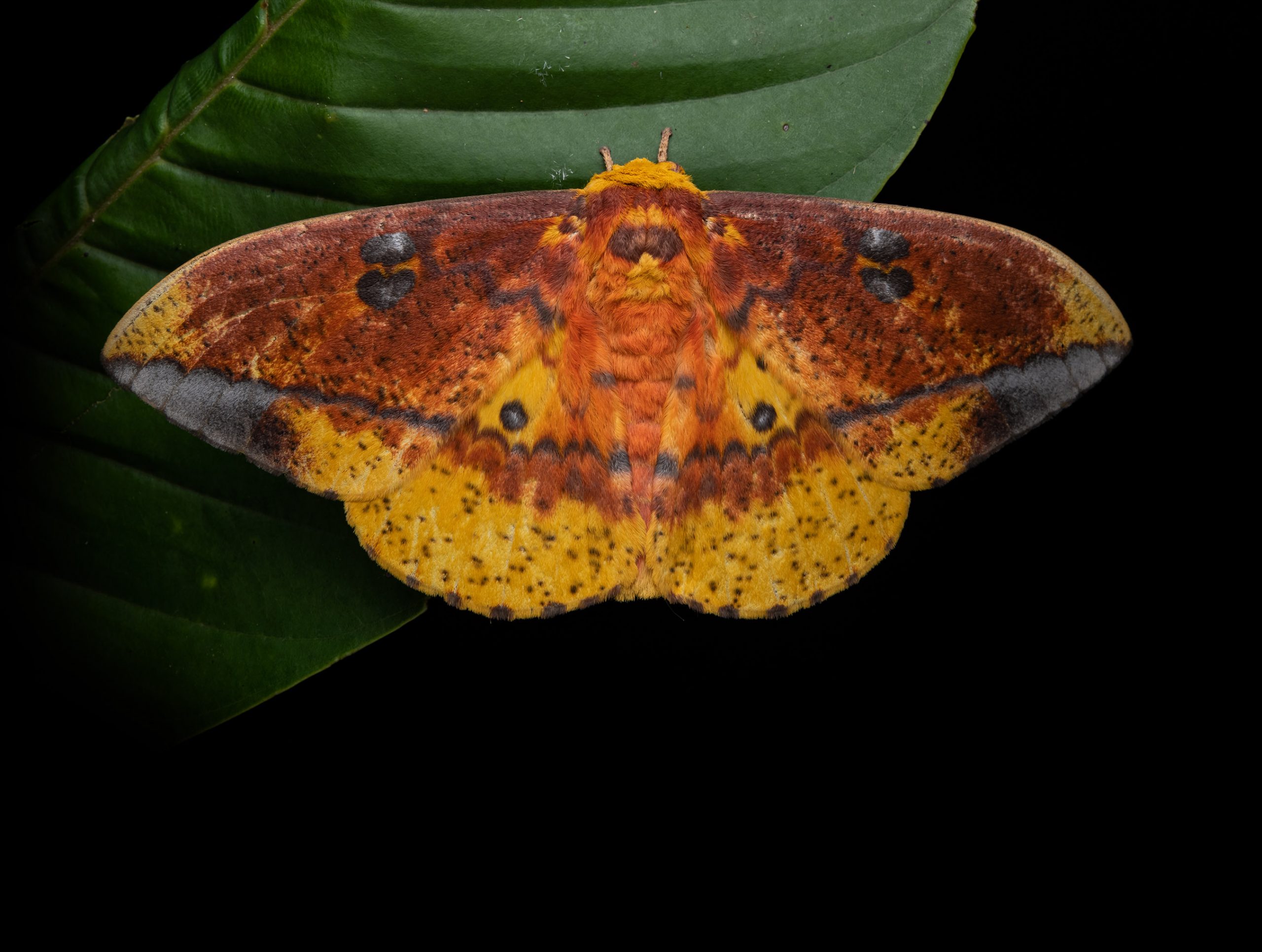 Sponsors – National Moth Week
