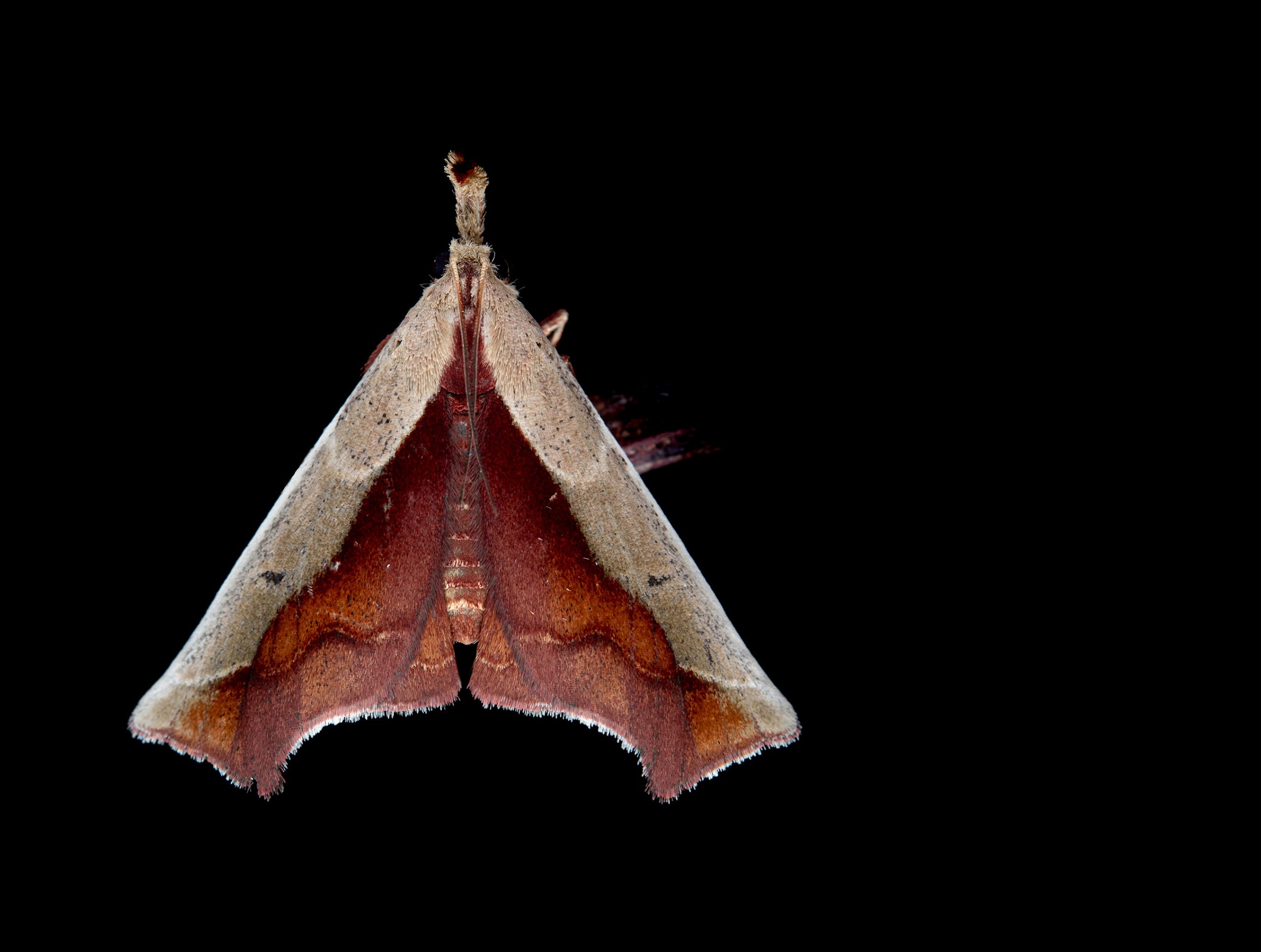Video Library – National Moth Week