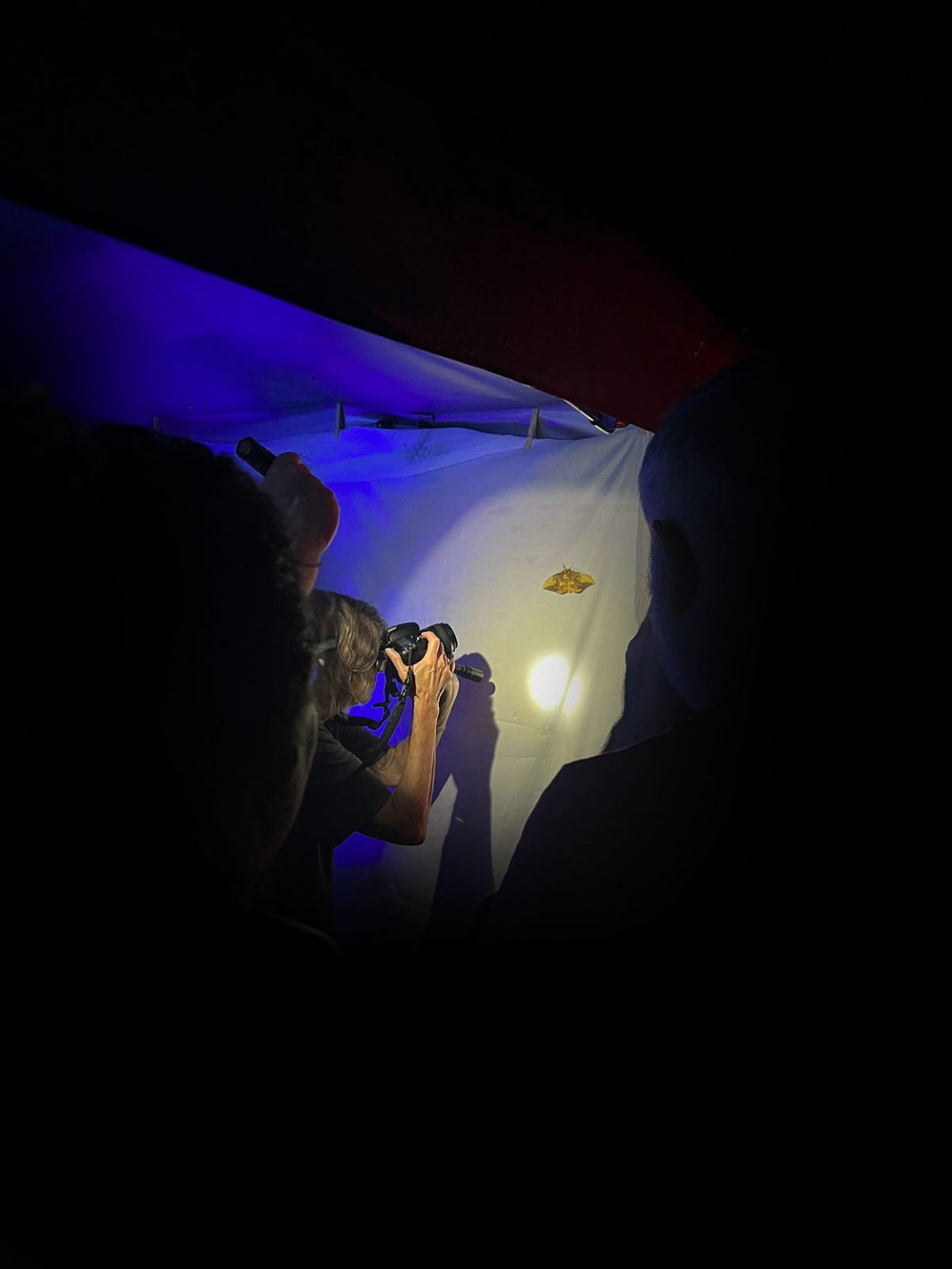 Homepage-archive – National Moth Week