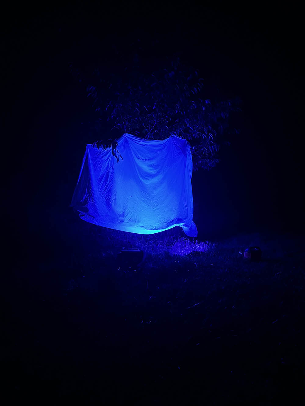 Mothing 101 – National Moth Week