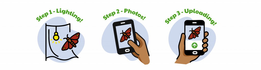 Mothing 101 – National Moth Week